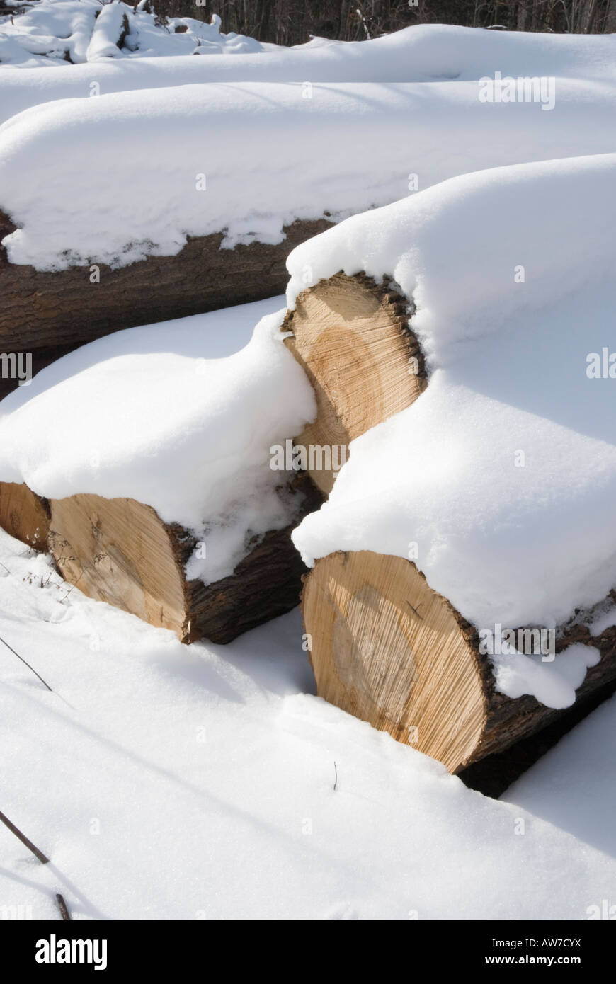 Logs laying cut in winter snow in the sun, chainsaw grooves and tree ...