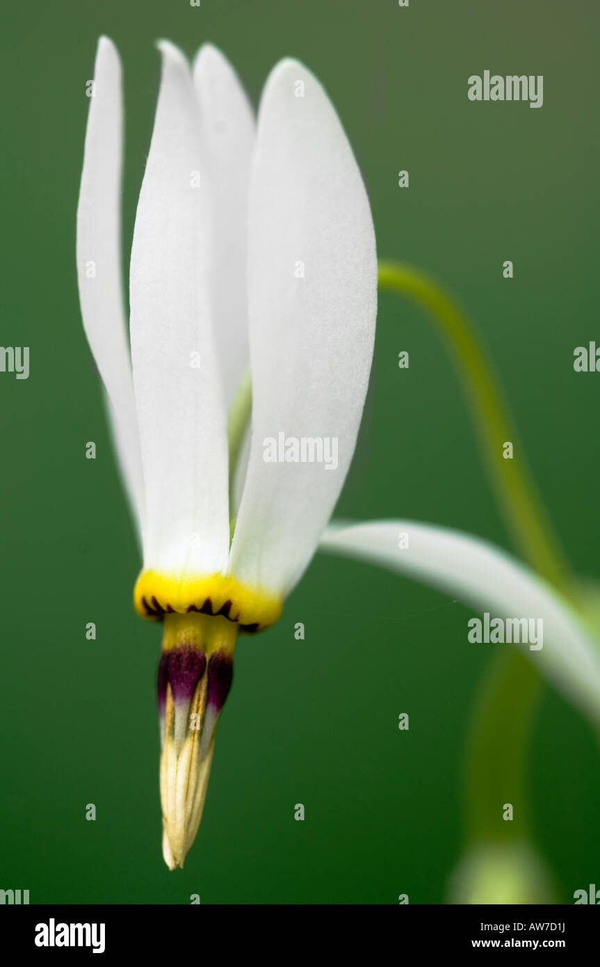 Shooting Star Dodecatheon meadia Primrose Family Primulaceae Buffalo ...