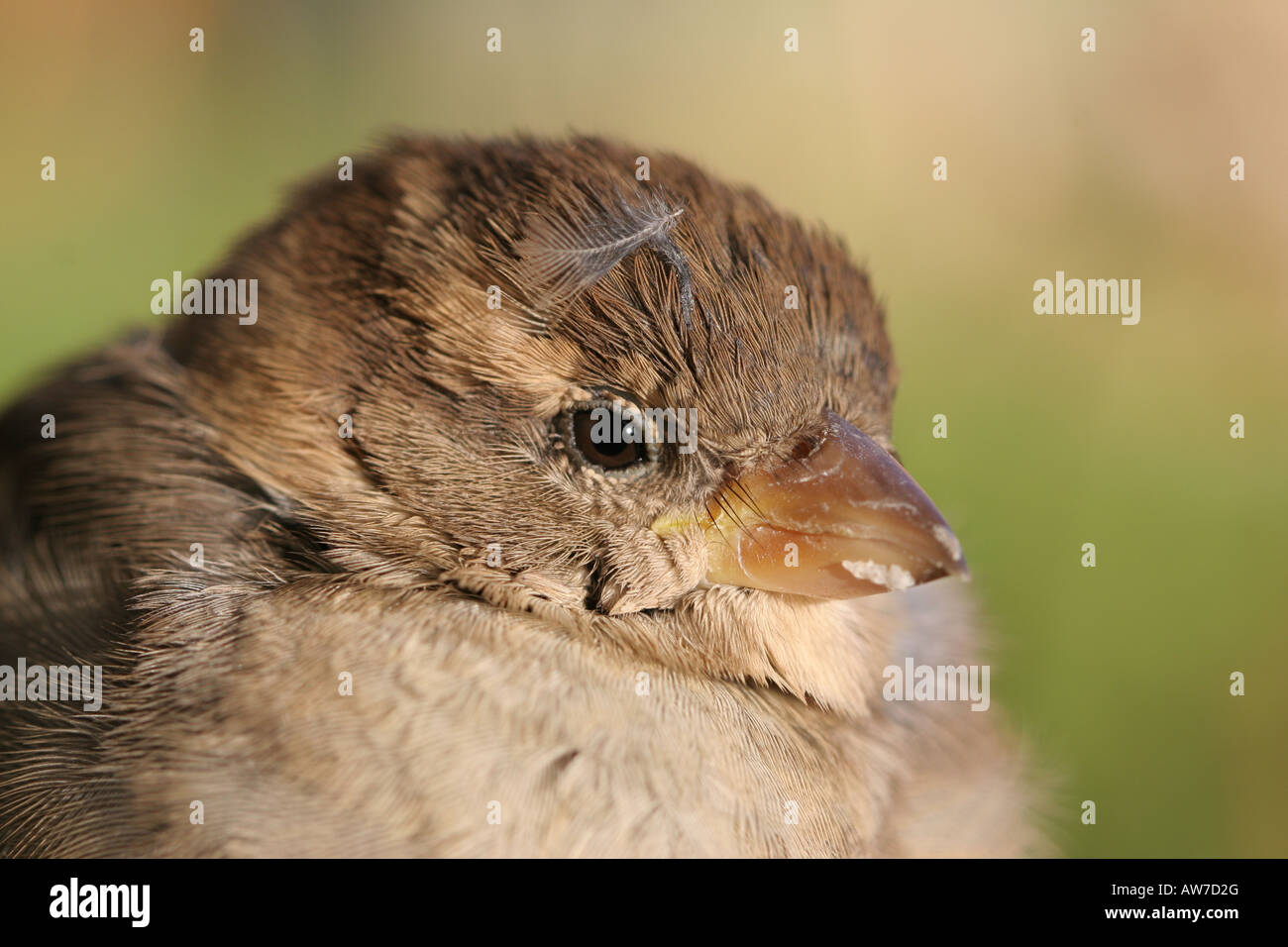 Very cute fluffy sparrow chick Stock Photo - Alamy