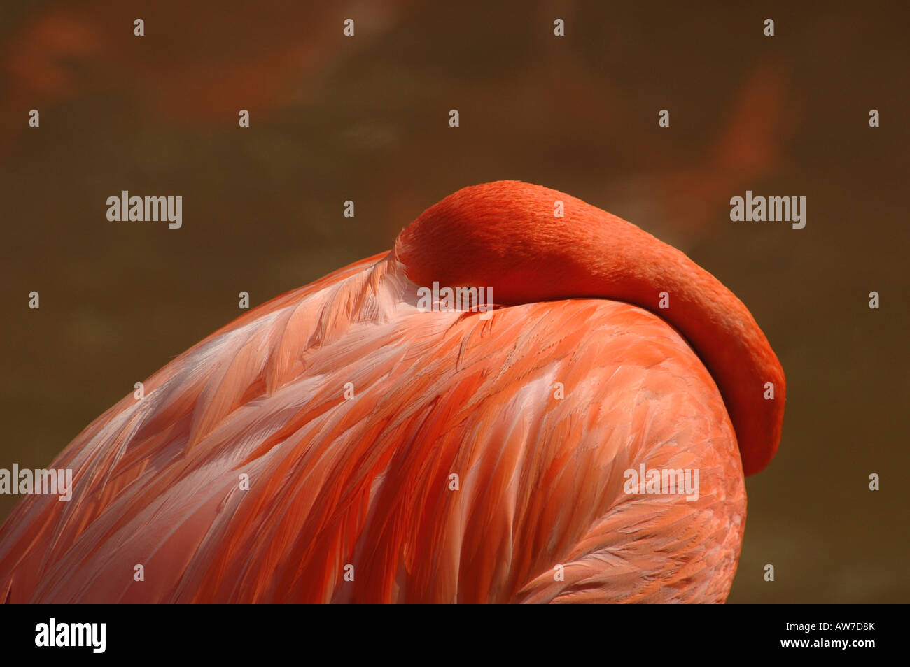 Flamingo with a watching eye Stock Photo - Alamy