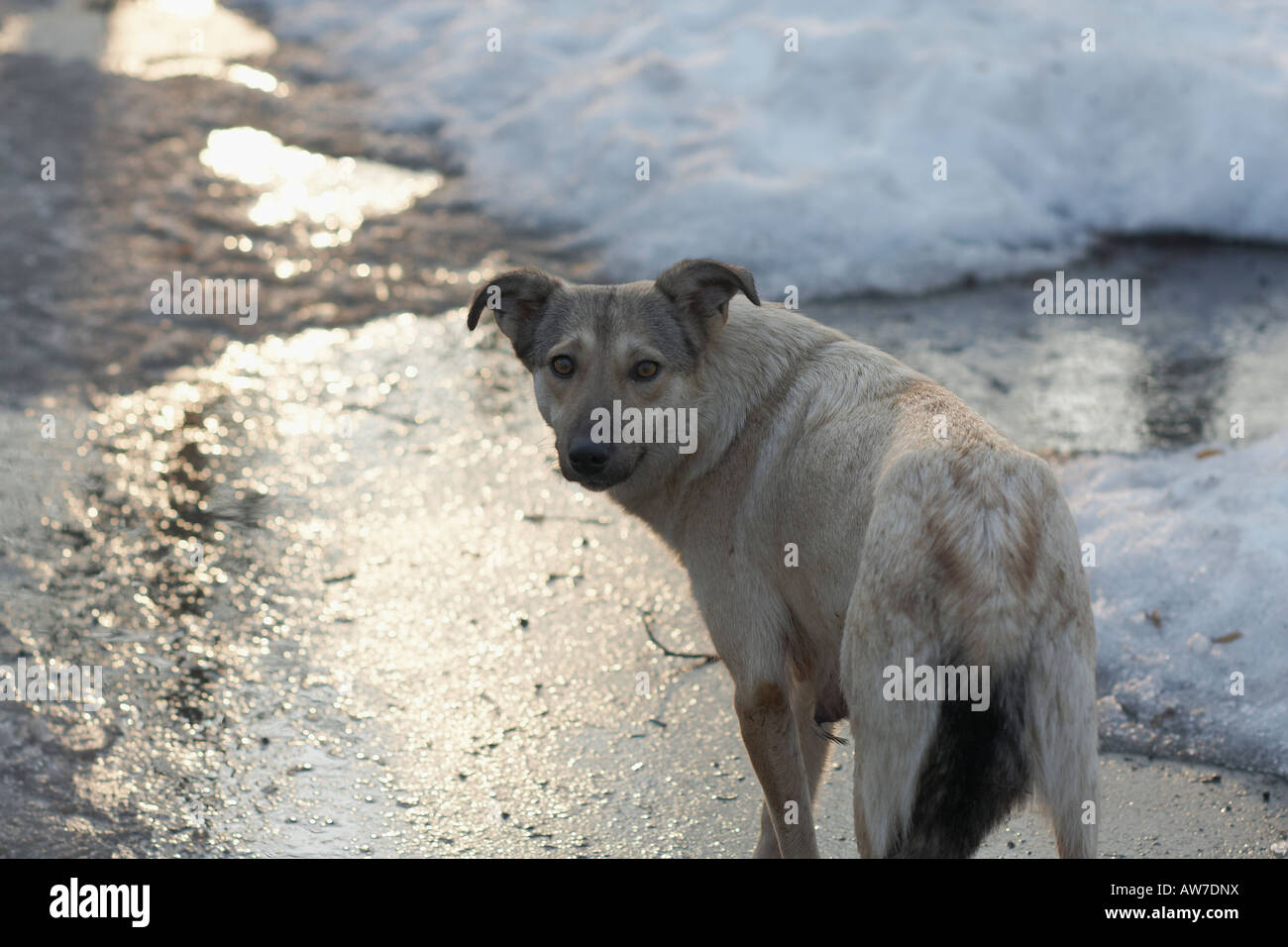 Homeless Dog High Resolution Stock Photography and Images - Alamy
