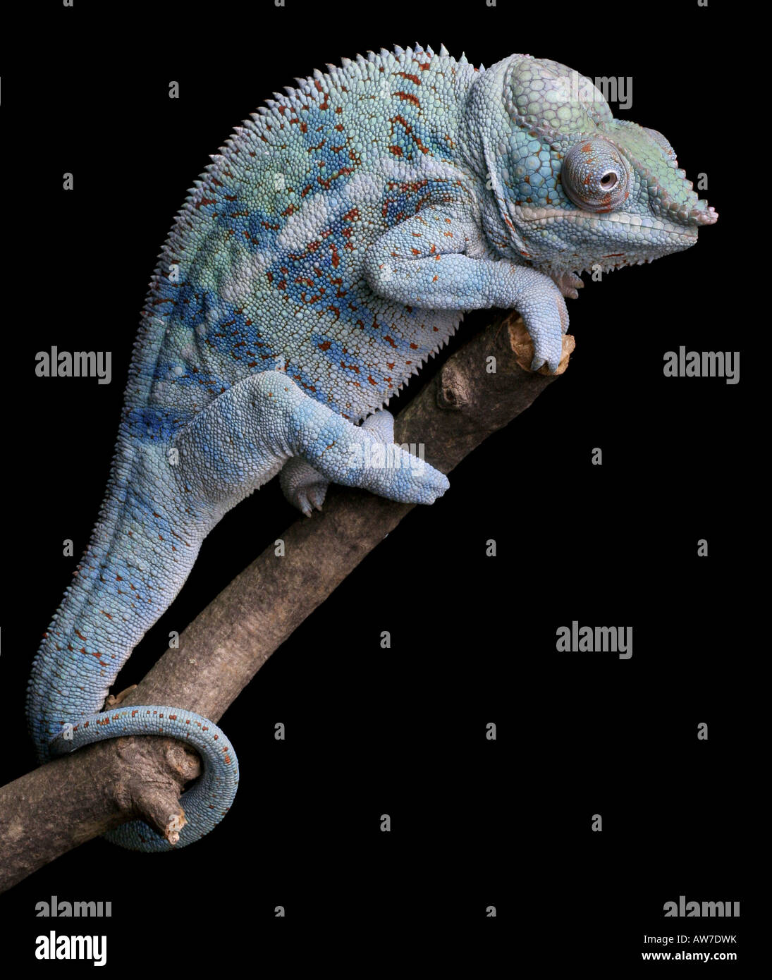 Pet Panther Chameleon