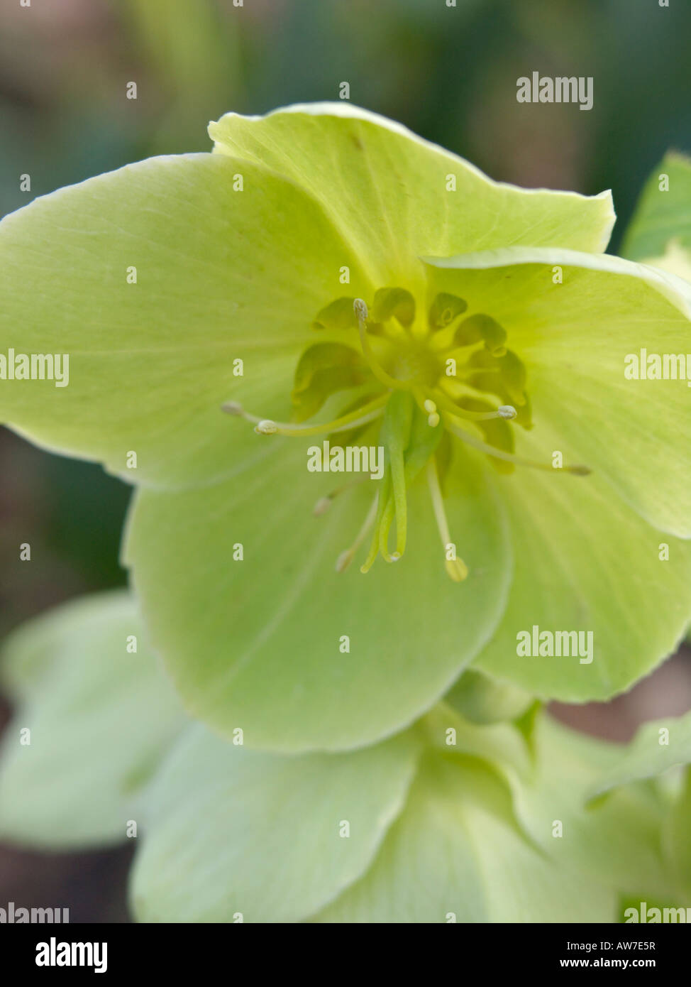 Majorcan hellebore (Helleborus lividus Stock Photo - Alamy