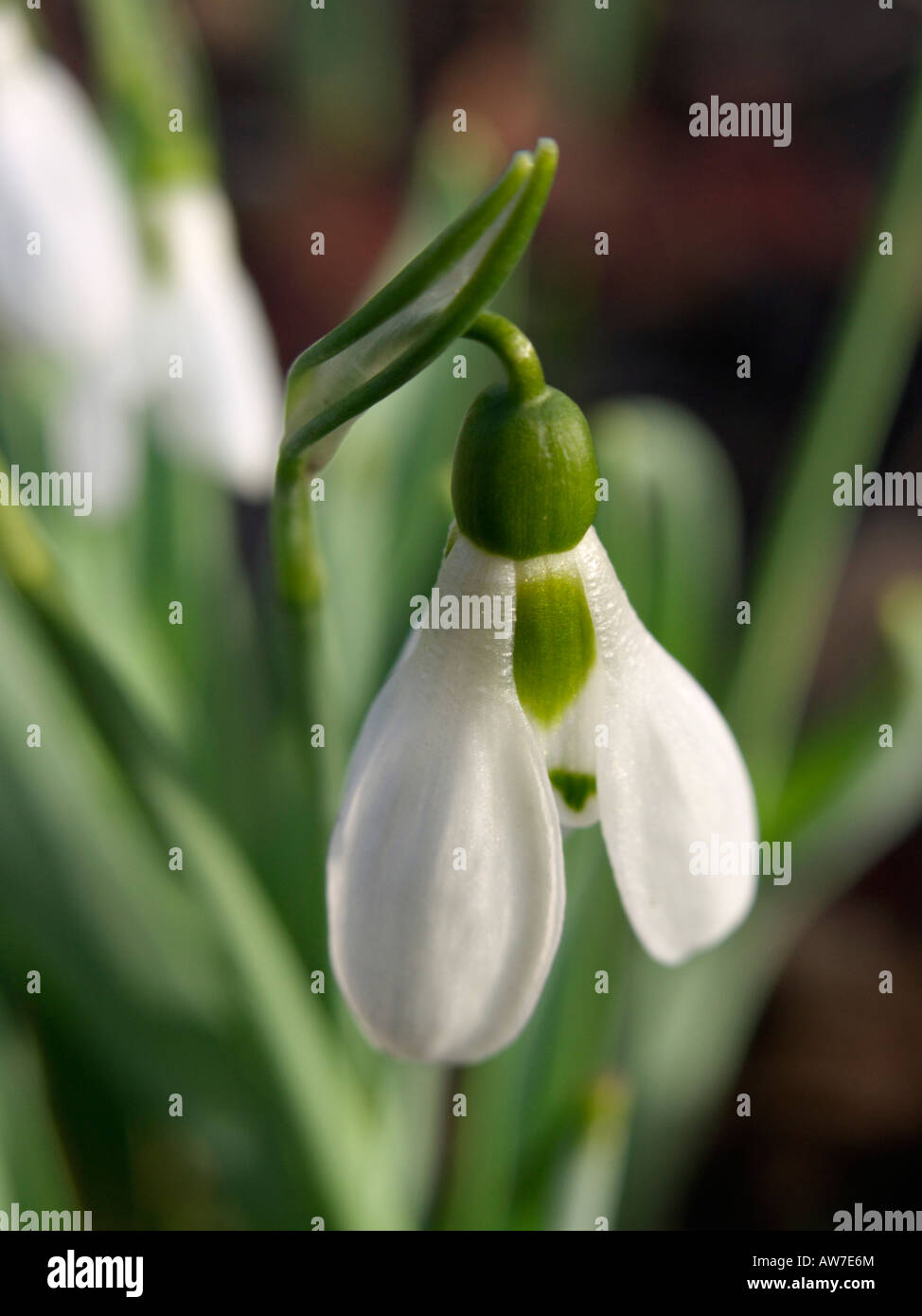 Giant snowdrop (Galanthus elwesii Stock Photo - Alamy