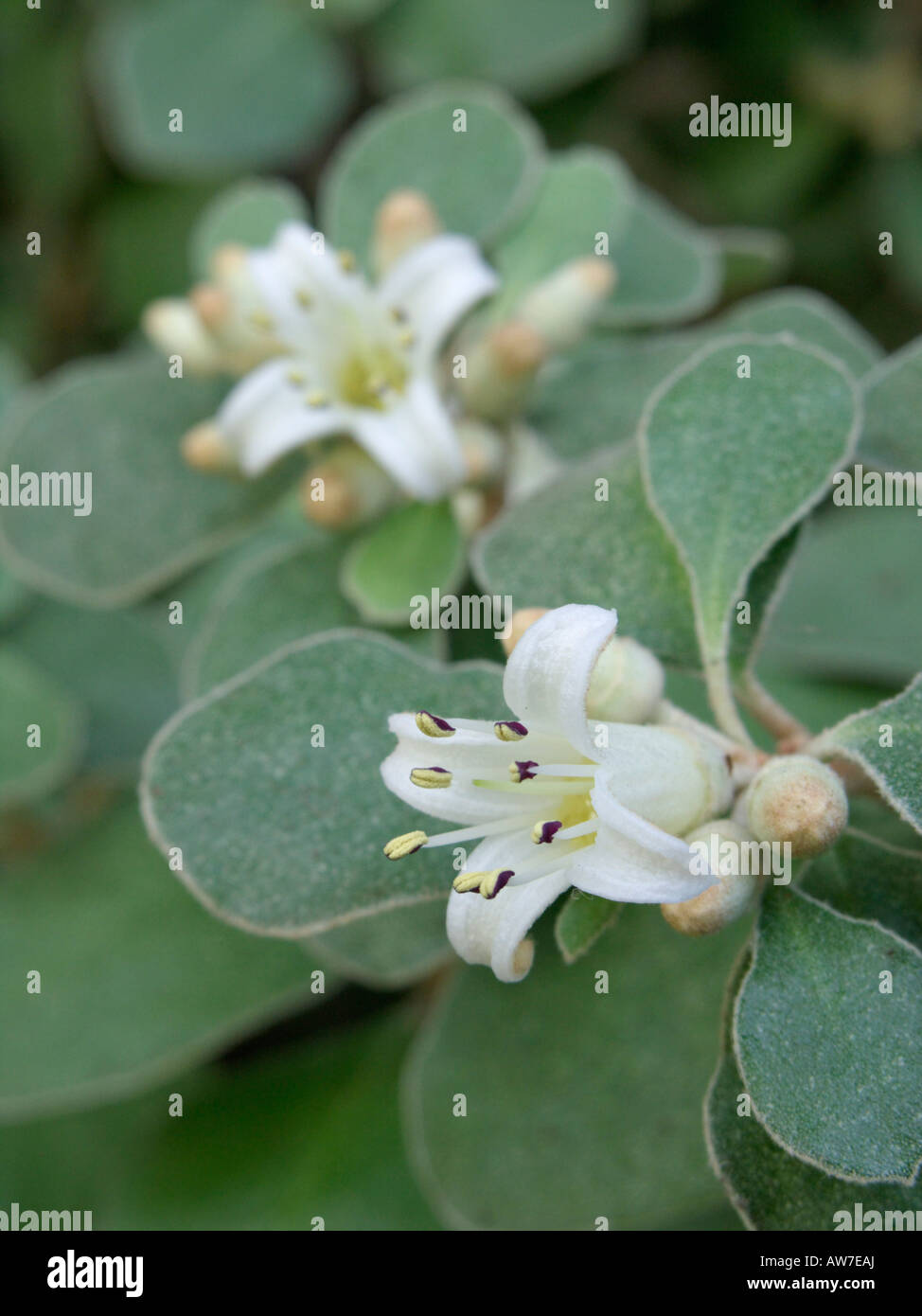 Correa alba hi-res stock photography and images - Alamy