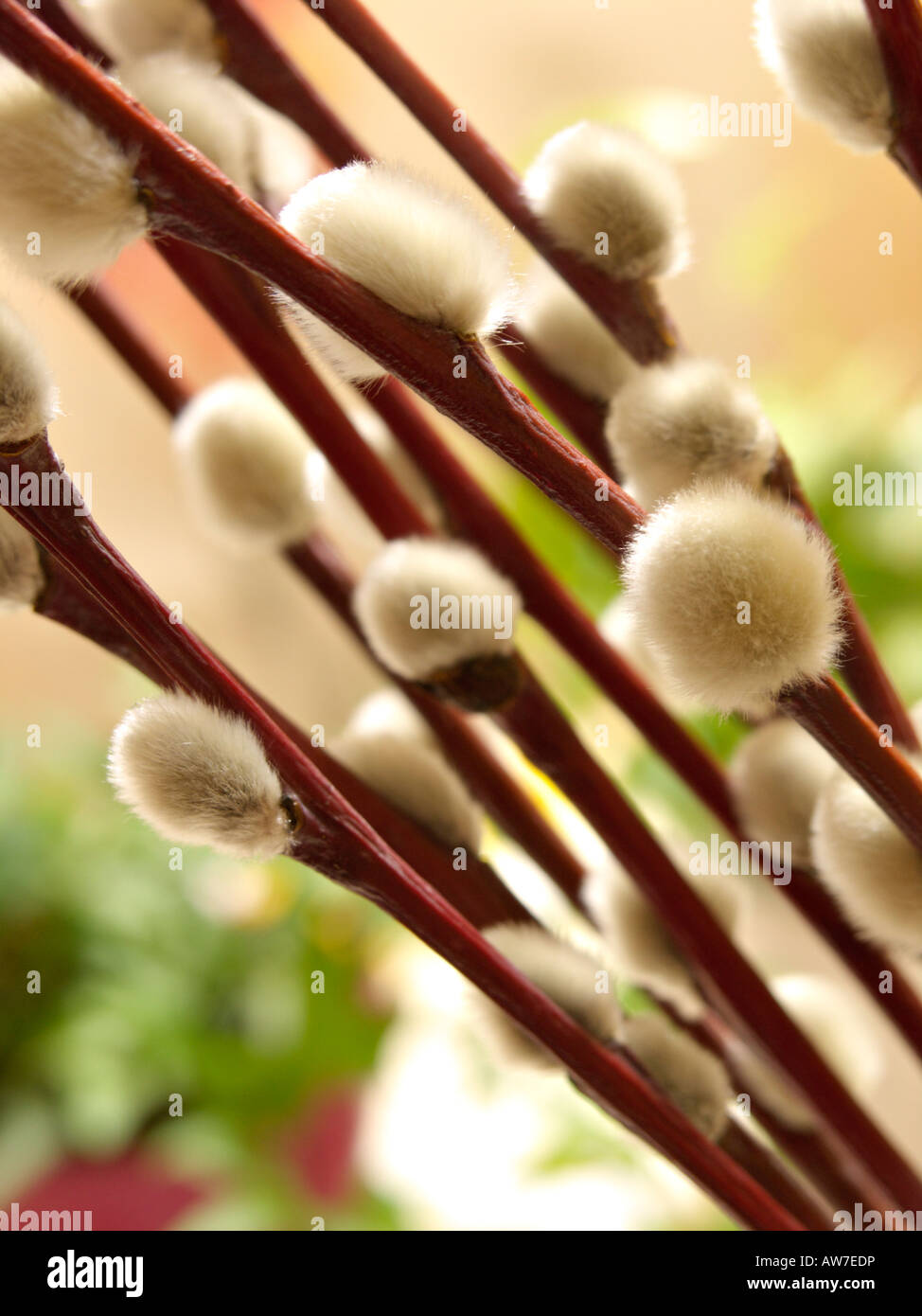 Salix buds hi-res stock photography and images - Alamy