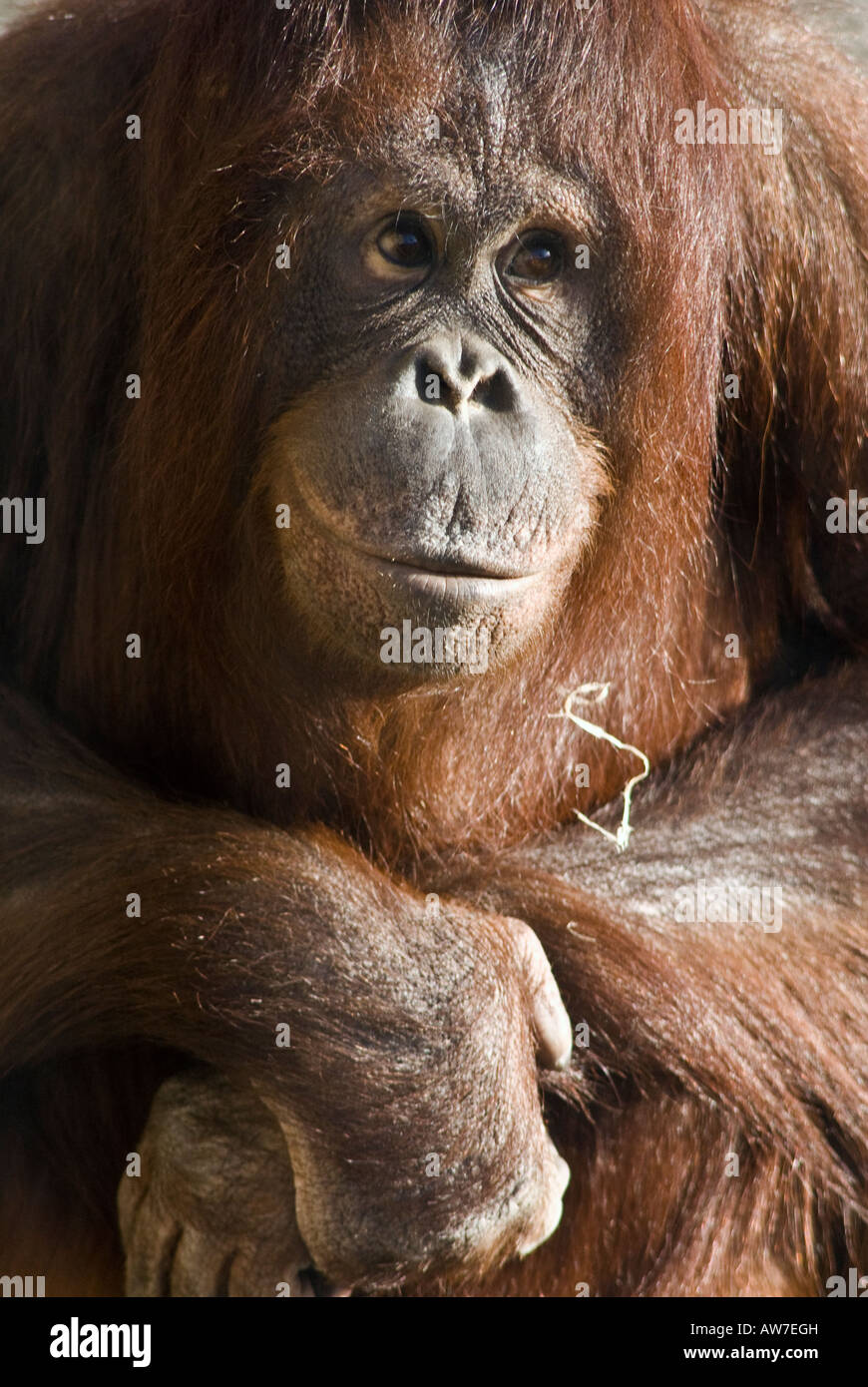 Great Ape Orangutan (Pongo pygmaeus Stock Photo - Alamy
