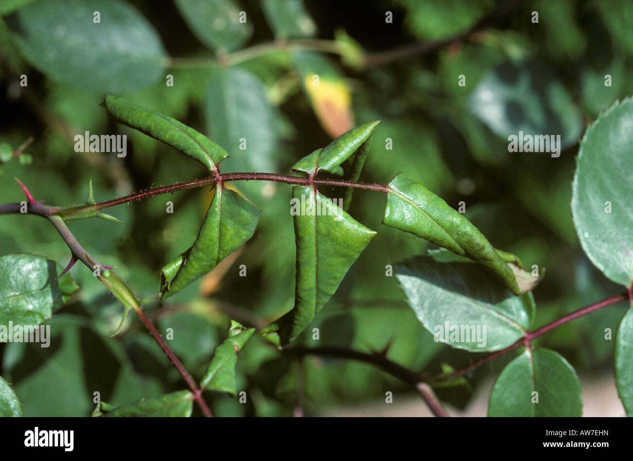 Rolling leaves hi-res stock photography and images - Alamy