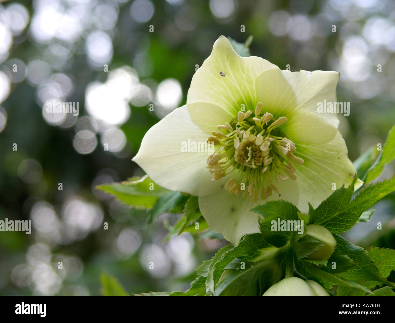 Lenten Roses High Resolution Stock Photography and Images - Alamy
