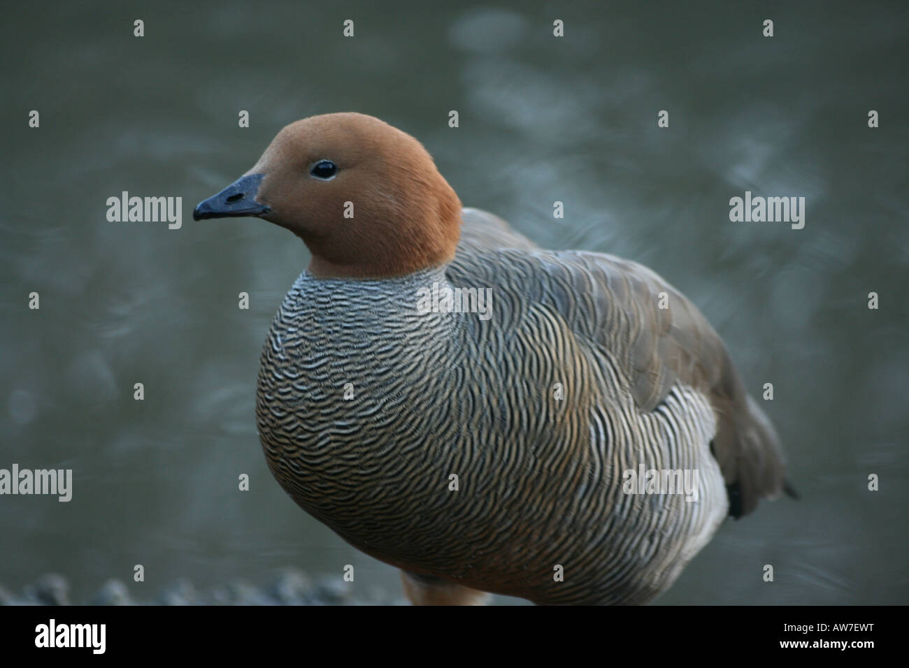 Duck Ducks Bird Birds Stock Photo - Alamy