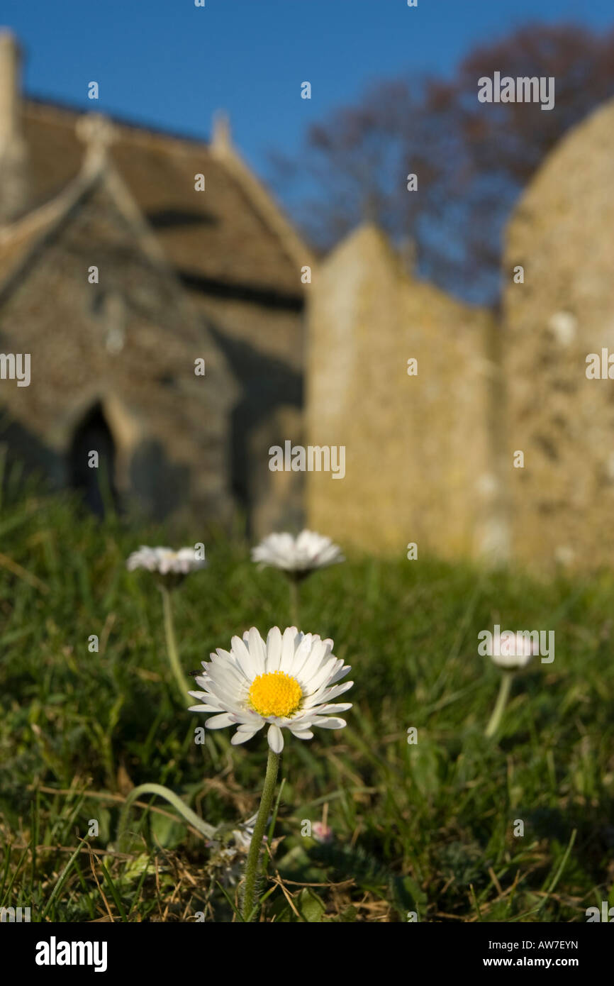 Daisies in Church Graveyard UK England Stock Photo - Alamy