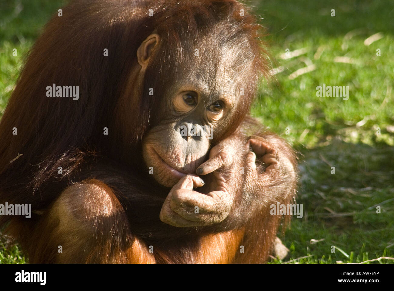 Baby Great Ape Orangutan (Pongo pygmaeus Stock Photo - Alamy