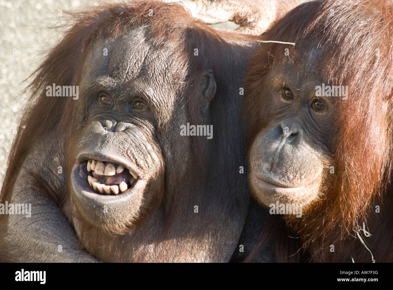 Great Ape Orangutan (Pongo pygmaeus Stock Photo - Alamy