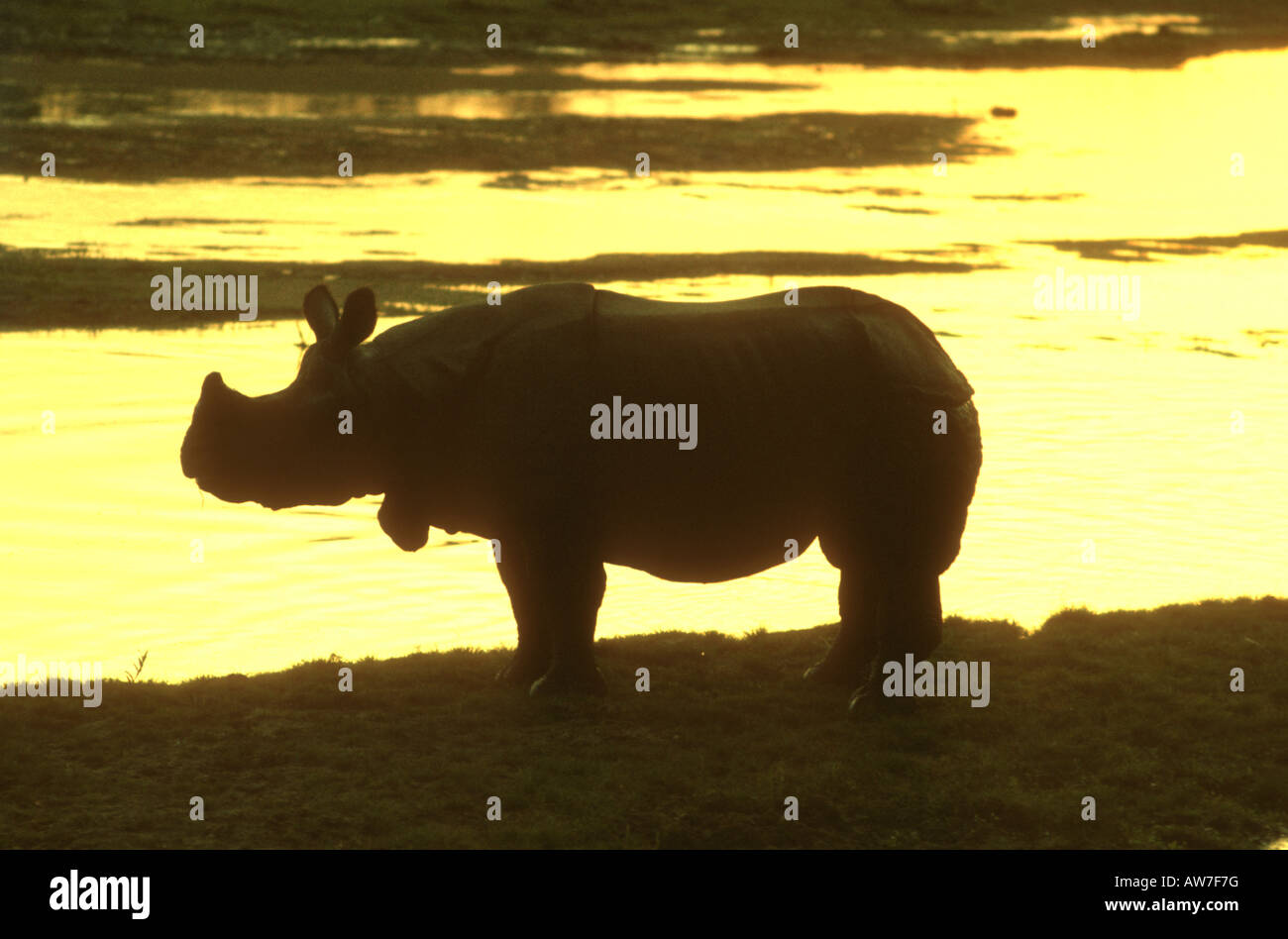 Indian rhino Rhinoceros unicornis silhouetted at sunset Raptil river ...