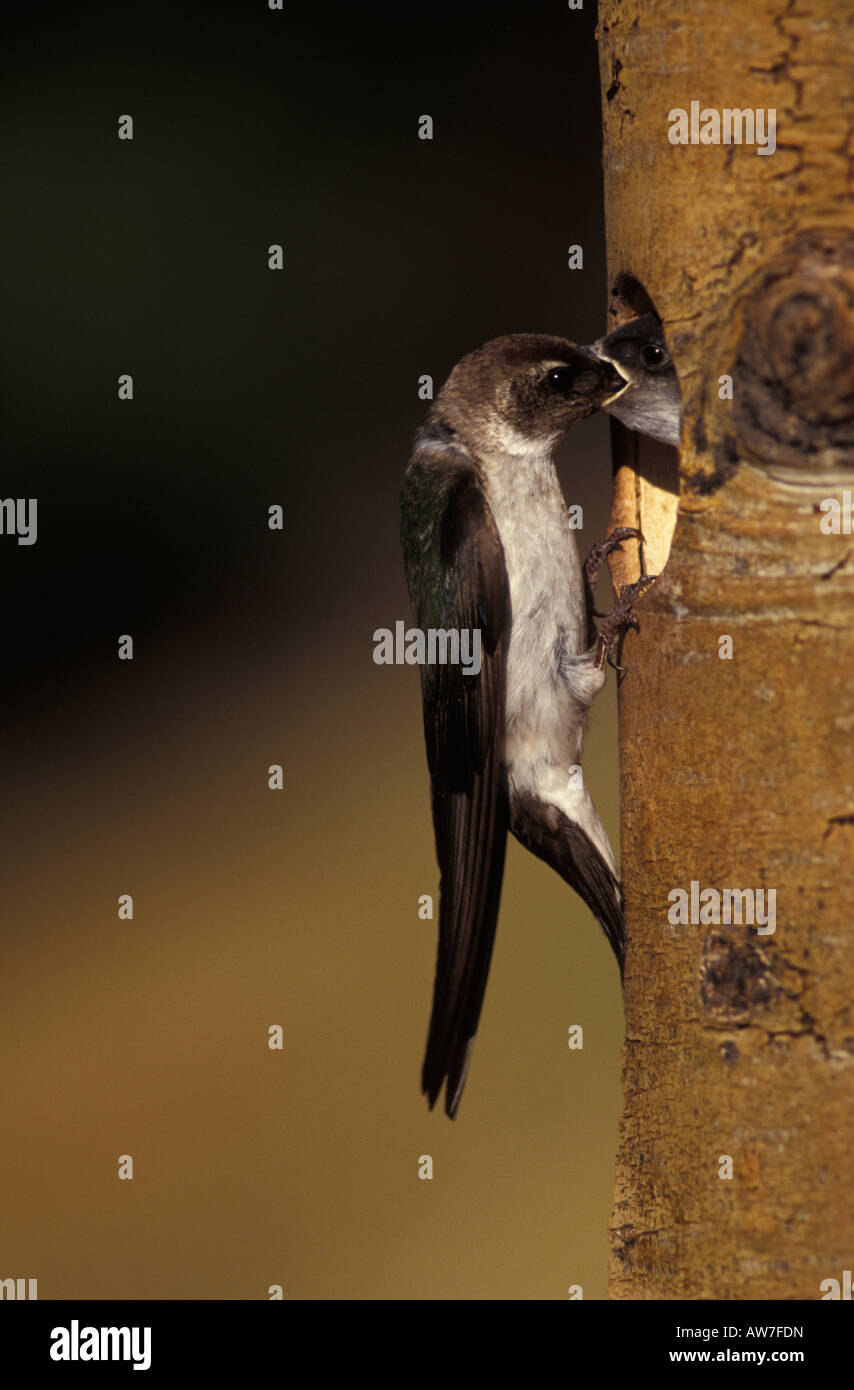Violet-green Swallow female, Tachycineta thalassina, feeding nestling ...