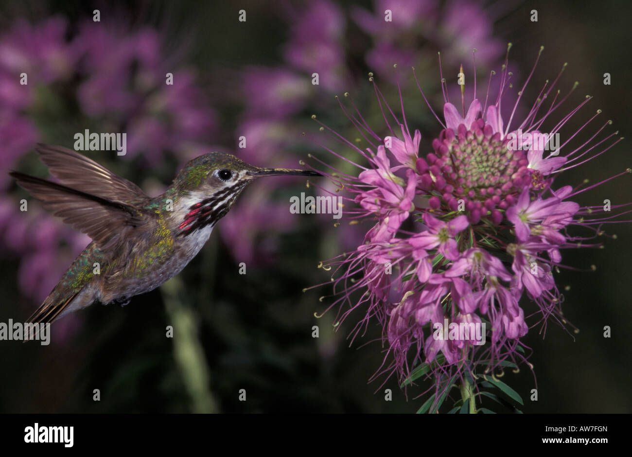 Calliope Hummingbird male, Stellula calliope, feeding at Rocky Mountain ...