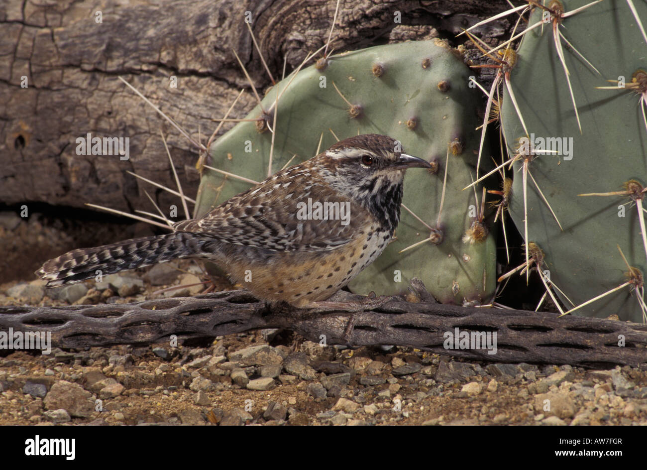 Cactus Wren, Campylorhynchus brunneicapillus, on ground with cactus ...