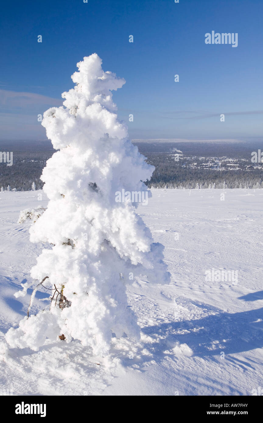 Tree coated in hoare frost in the Urho Kehkkosen National Park near ...