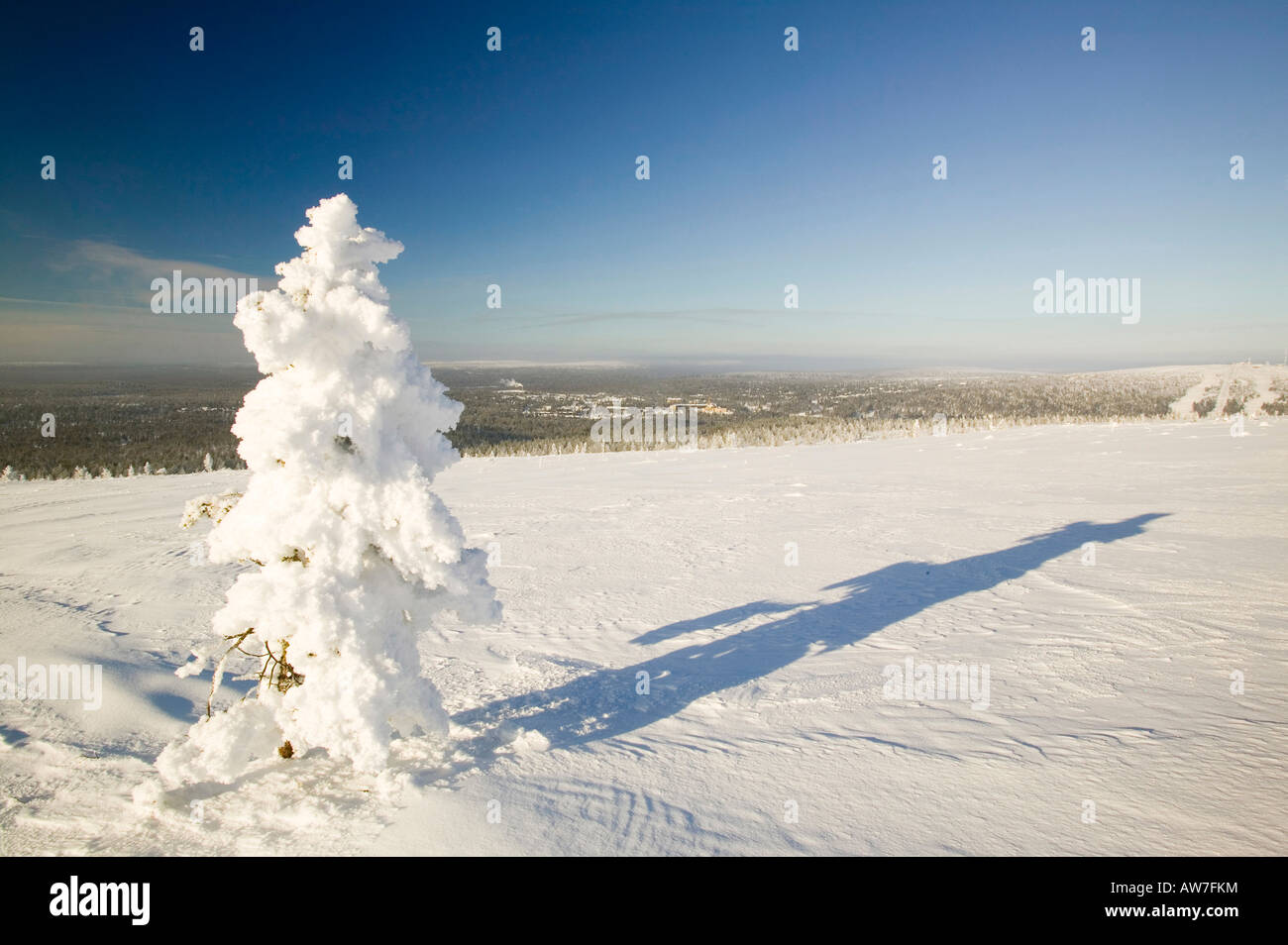 Tree coated in hoare frost in the Urho Kehkkosen National Park near ...
