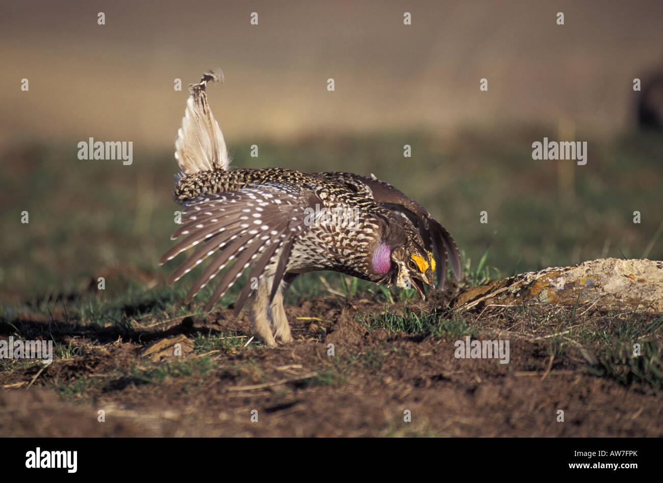 Sharp-tailed Grouse male, Tympanuchus phasianellus, courtship display ...