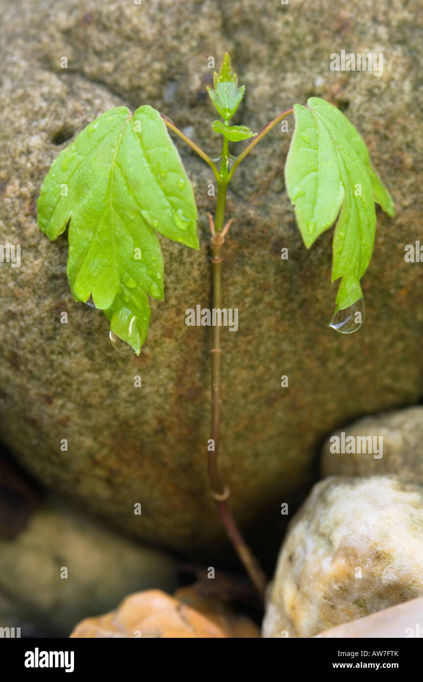 Wet dew on rock rocks hi-res stock photography and images - Alamy