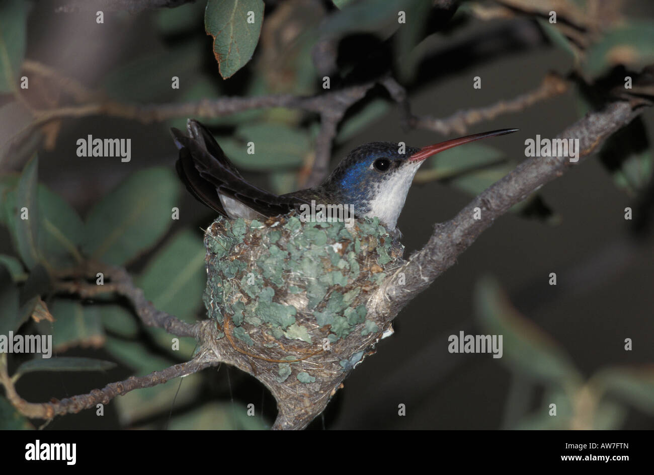 Violet-crowned Hummingbird female on nest, Amazilia violiceps Stock ...