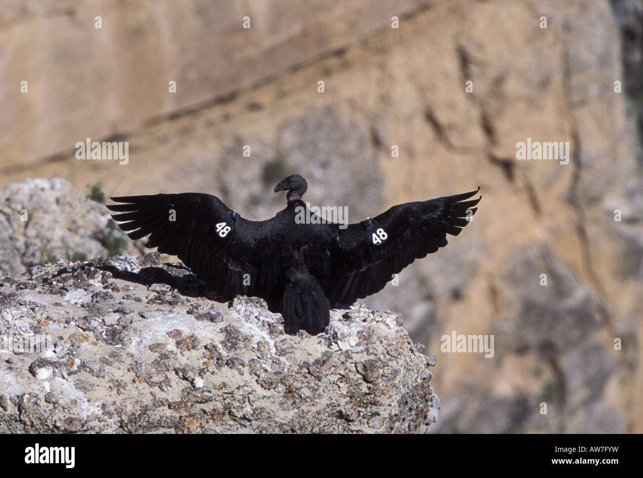 California Condor immature 248, Gymnogyps californianus, sunning on ...