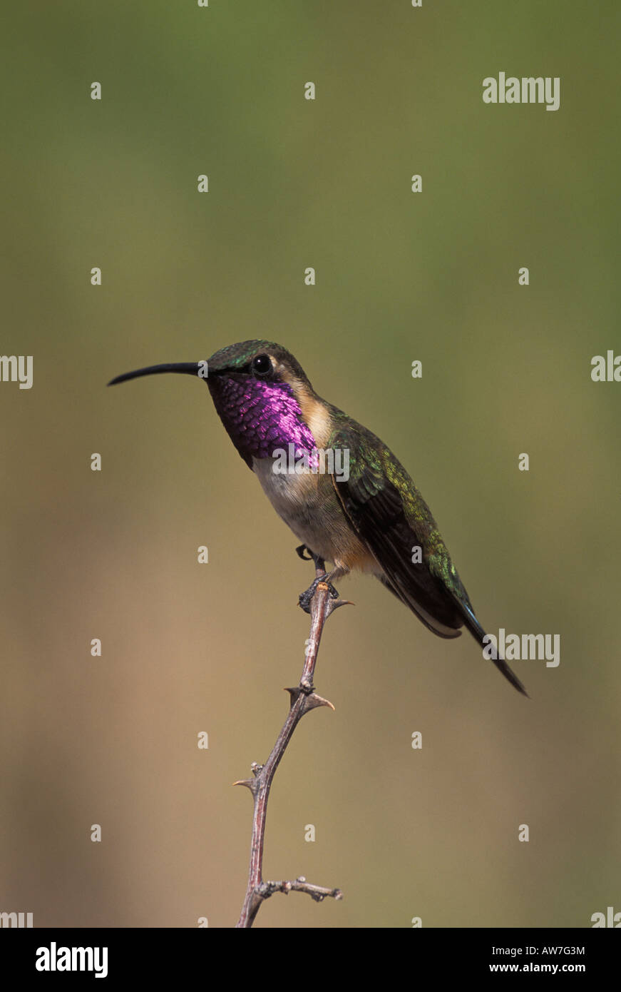 Lucifer Hummingbird male, Calothorax lucifer, perched on catclaw Stock ...