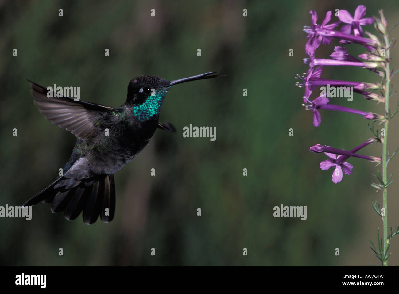 Magnificent Hummingbird male, Eugenes fulgens, feeding at Ipomopsis ...