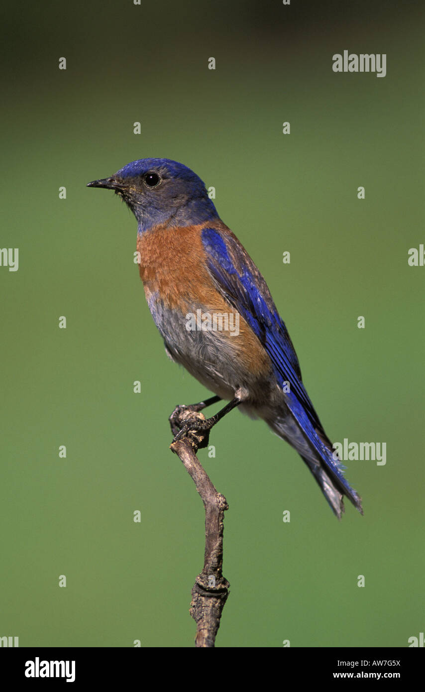 Western Bluebird male, Sialia mexicana, perched Stock Photo - Alamy