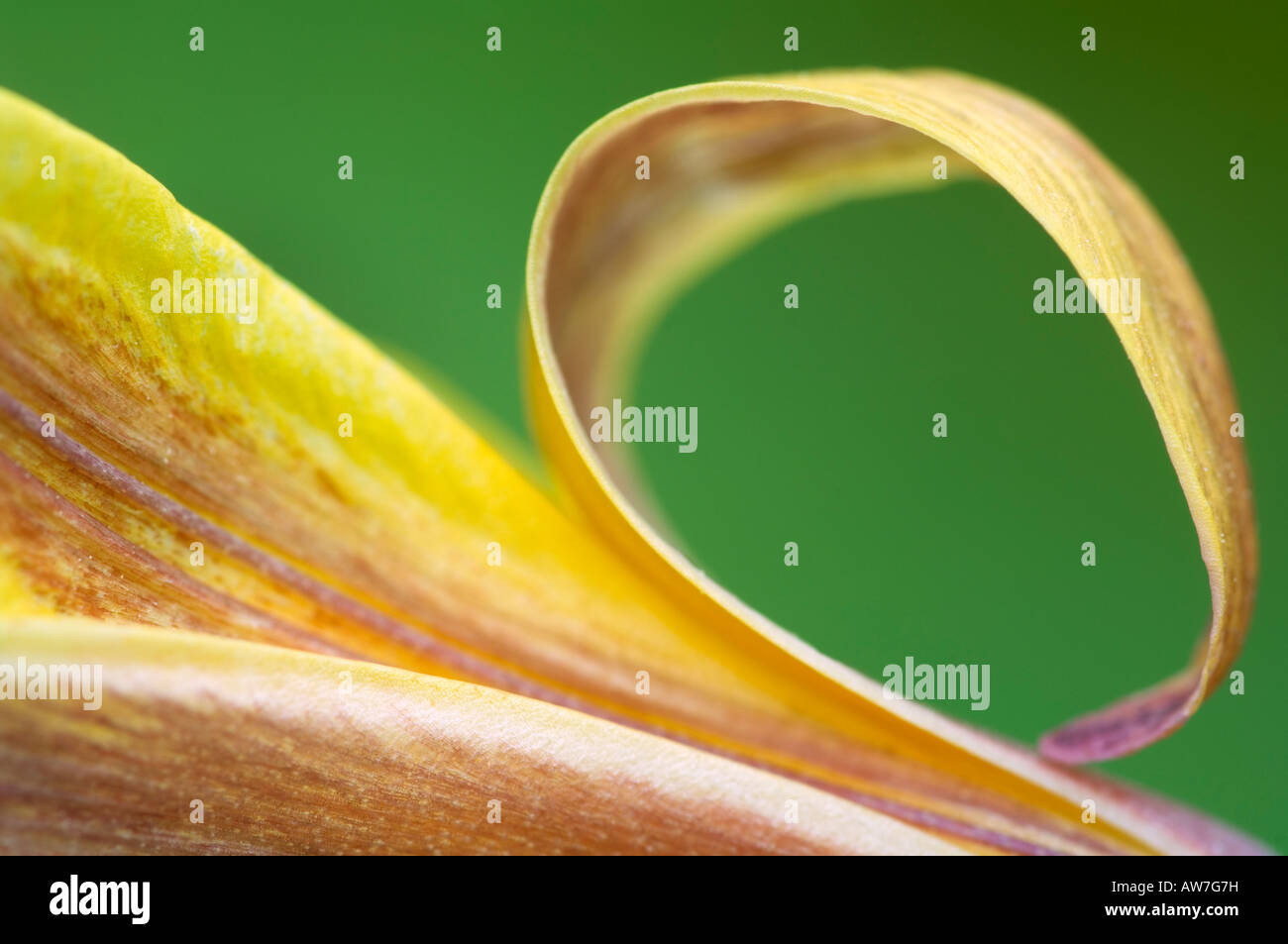 Trout Lily commonly called Dogtooth Violet Erythronium americanum Lily ...