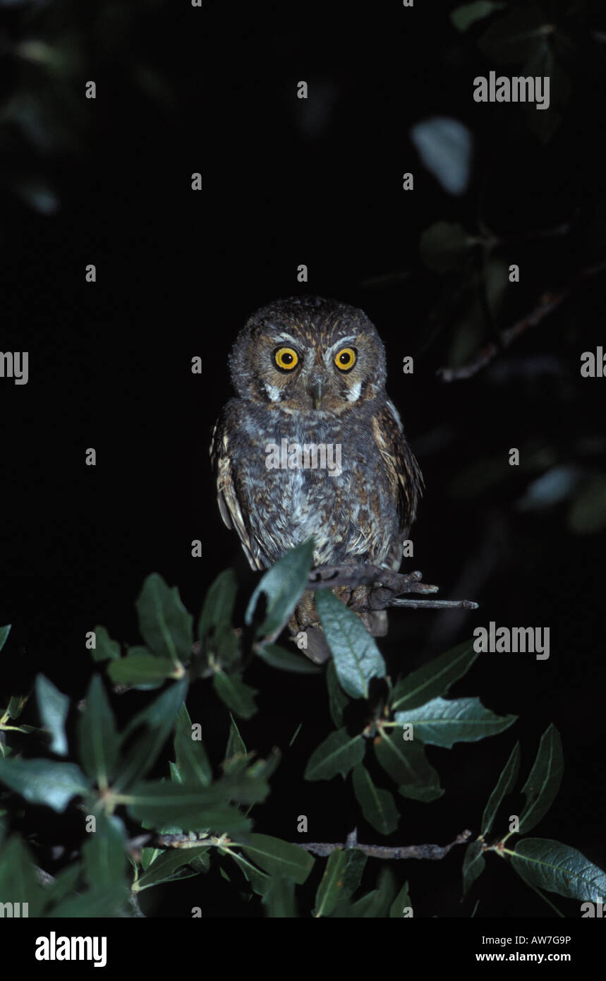 Elf Owl, Micrathene whitneyi, in oak tree Stock Photo - Alamy