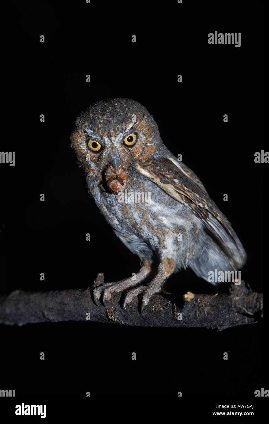 Elf Owl, Micrathene whitneyi, with beetle Stock Photo - Alamy