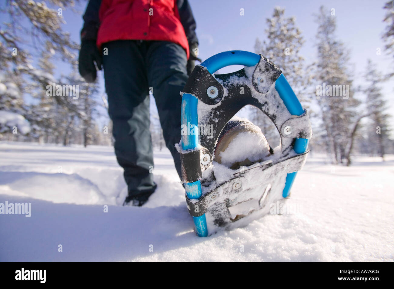 A woman snow shoeing in the Urho Kehkkosen National Park near ...