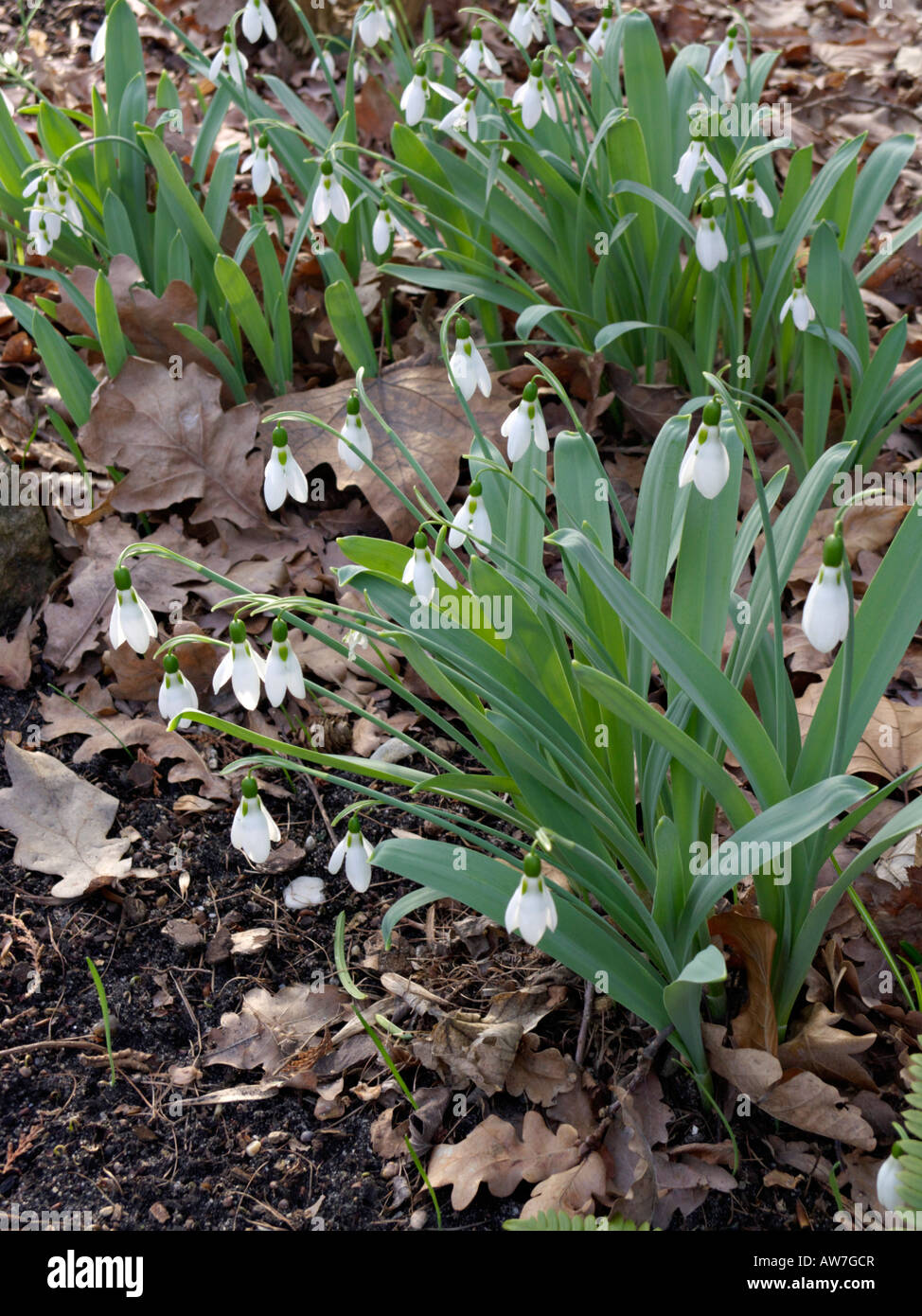 Giant snowdrop (Galanthus elwesii Stock Photo - Alamy