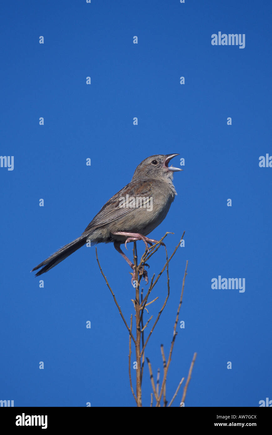 Botteri's Sparrow singing, Aimophila botterii Stock Photo - Alamy