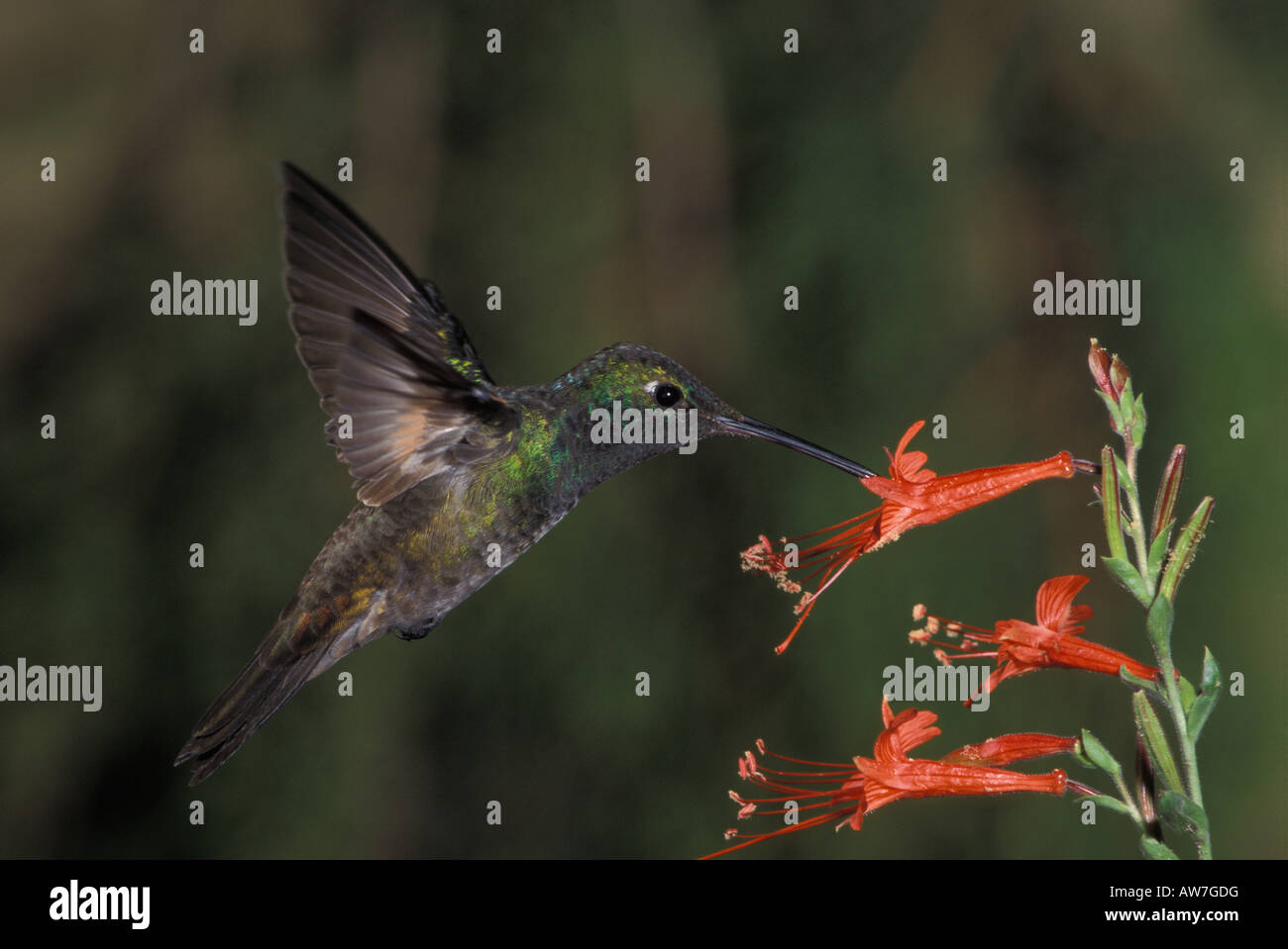 Magnificent x Berylline Hybrid Hummingbird feeding at Zauschneria ...