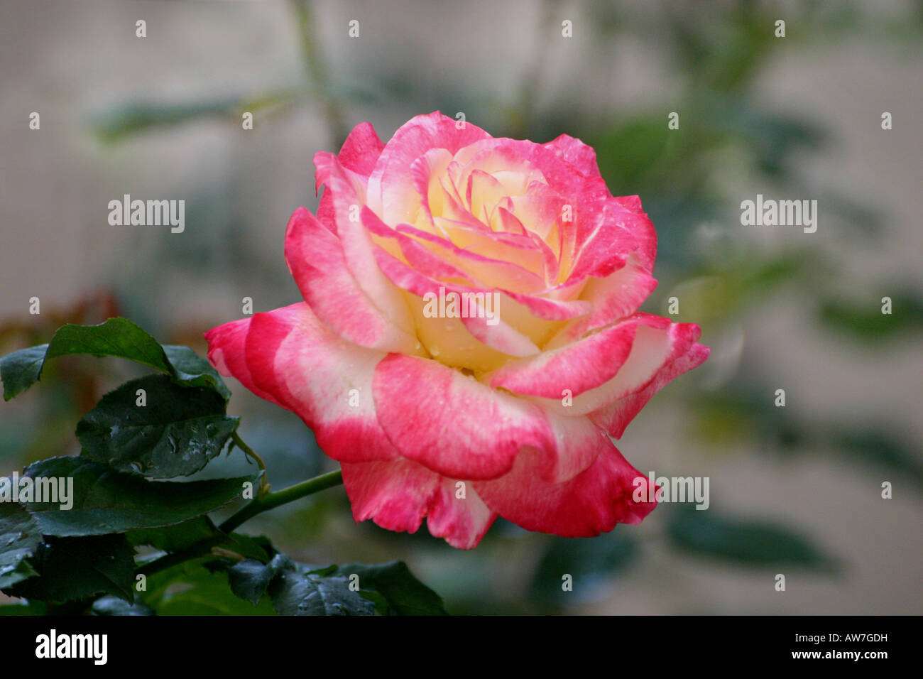 Flower garden delight hi-res stock photography and images - Alamy