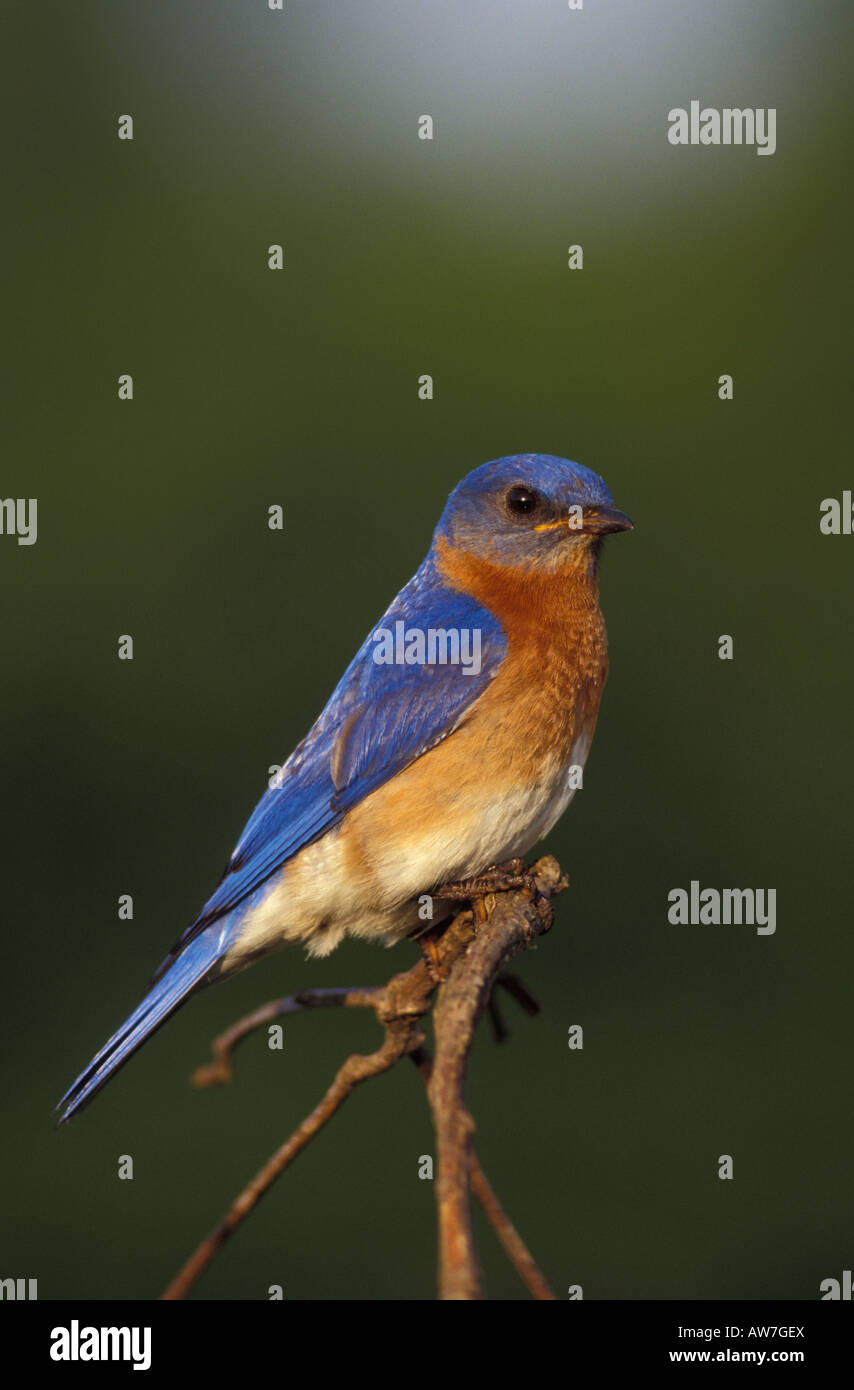 Eastern Bluebird male, Sialia sialis, perched Stock Photo - Alamy