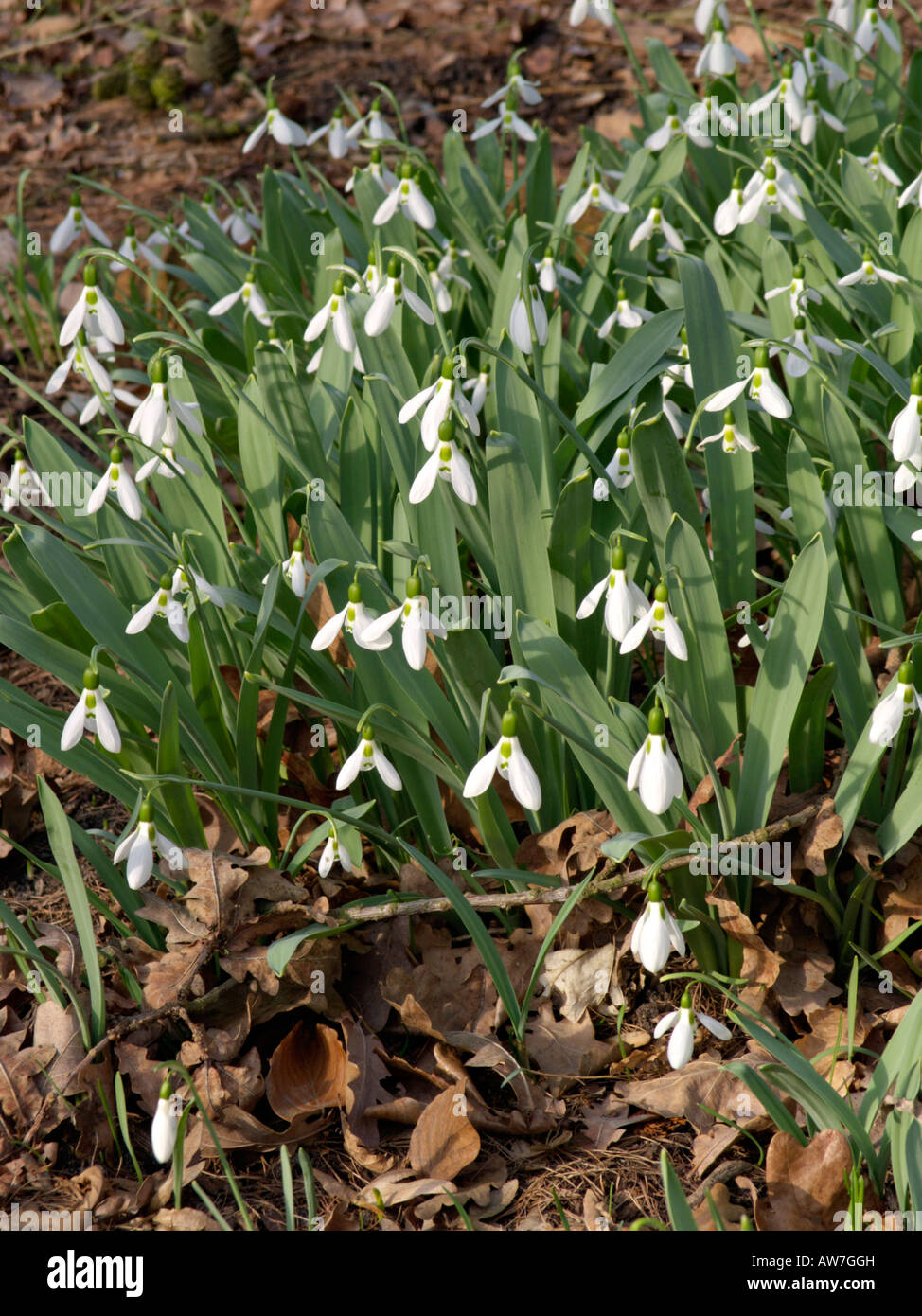 Snowdrop galanthus elwesii amaryllidaceae hi-res stock photography and ...