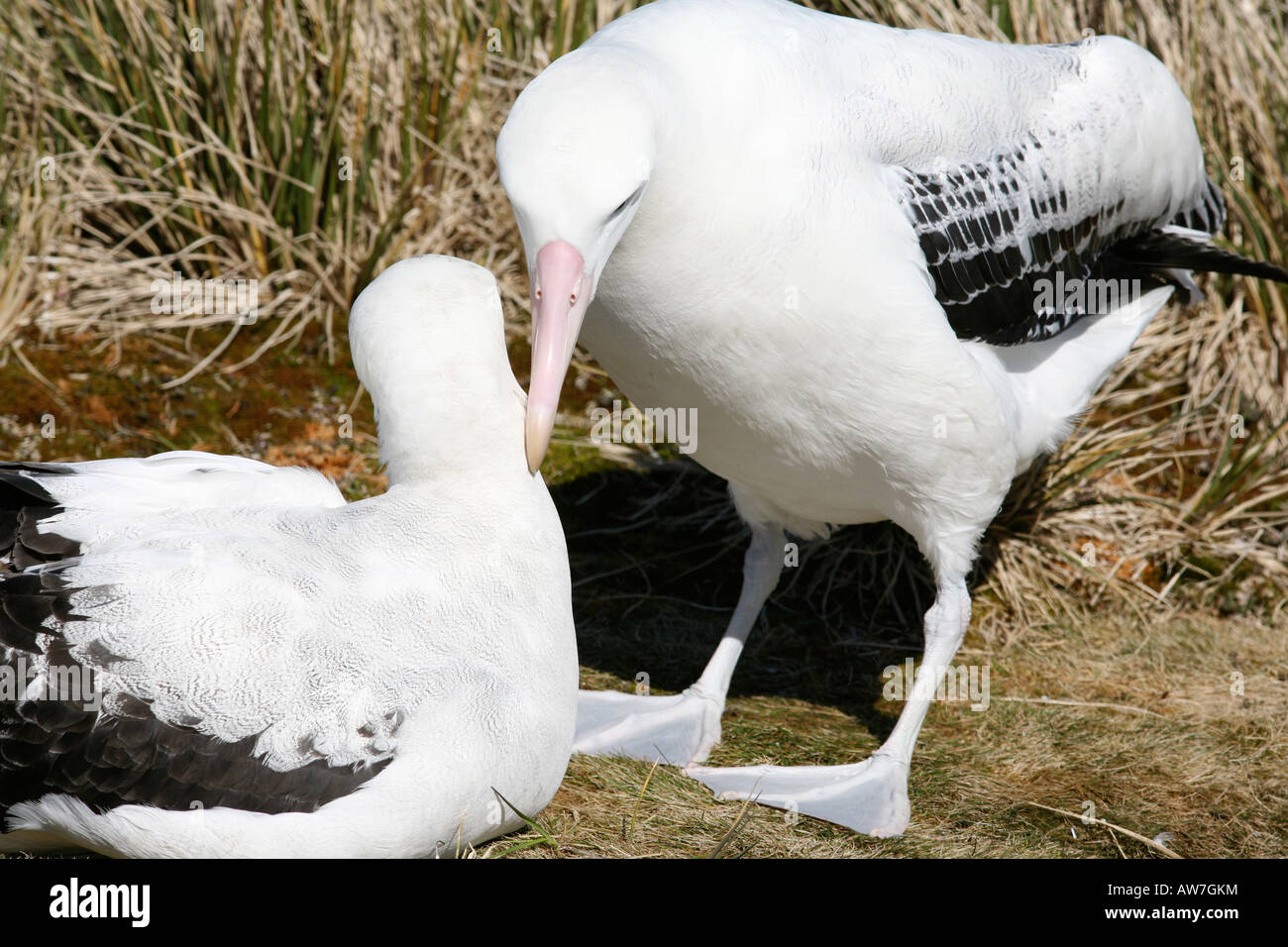 Giant albatross couples mate for up to 25 years together Stock Photo ...