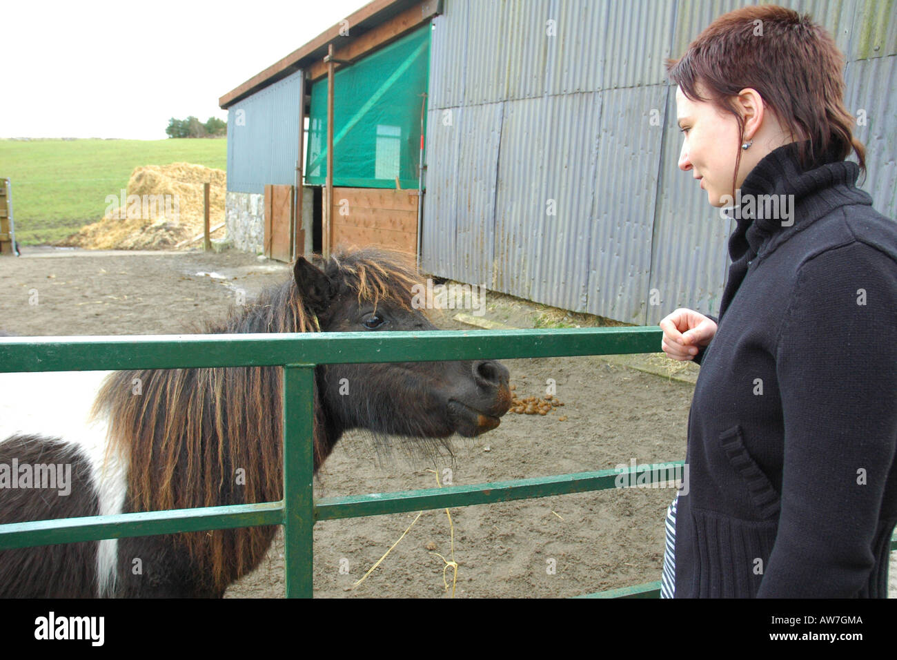 Ponny hi-res stock photography and images - Alamy