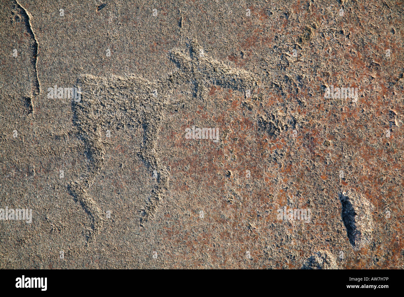 The Elk. Primeval carved petroglyph at the Besov Nos Cape (Demon's Nose ...