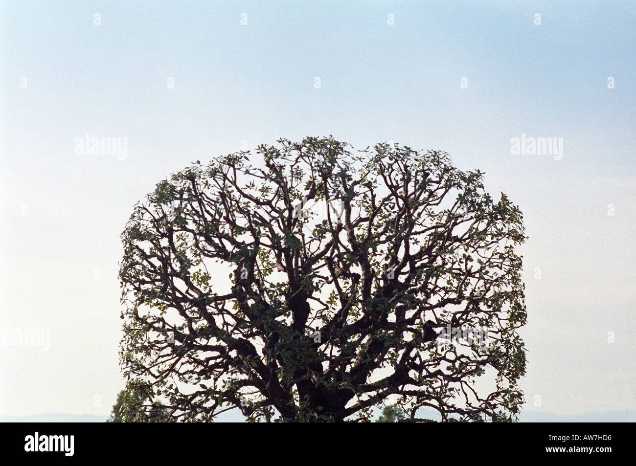 sculpted tree barcelona Stock Photo - Alamy