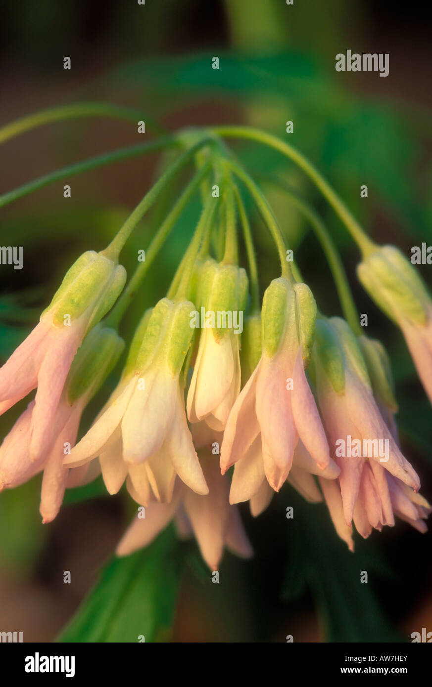 Toothwort (Dentaria laciniata Stock Photo - Alamy