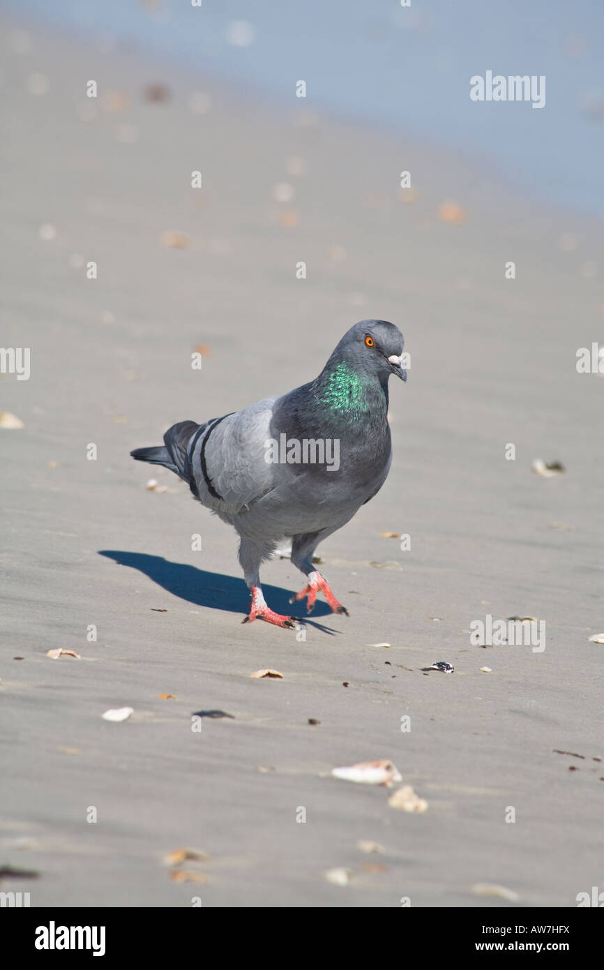 A pigeon on a Florida beach Stock Photo - Alamy