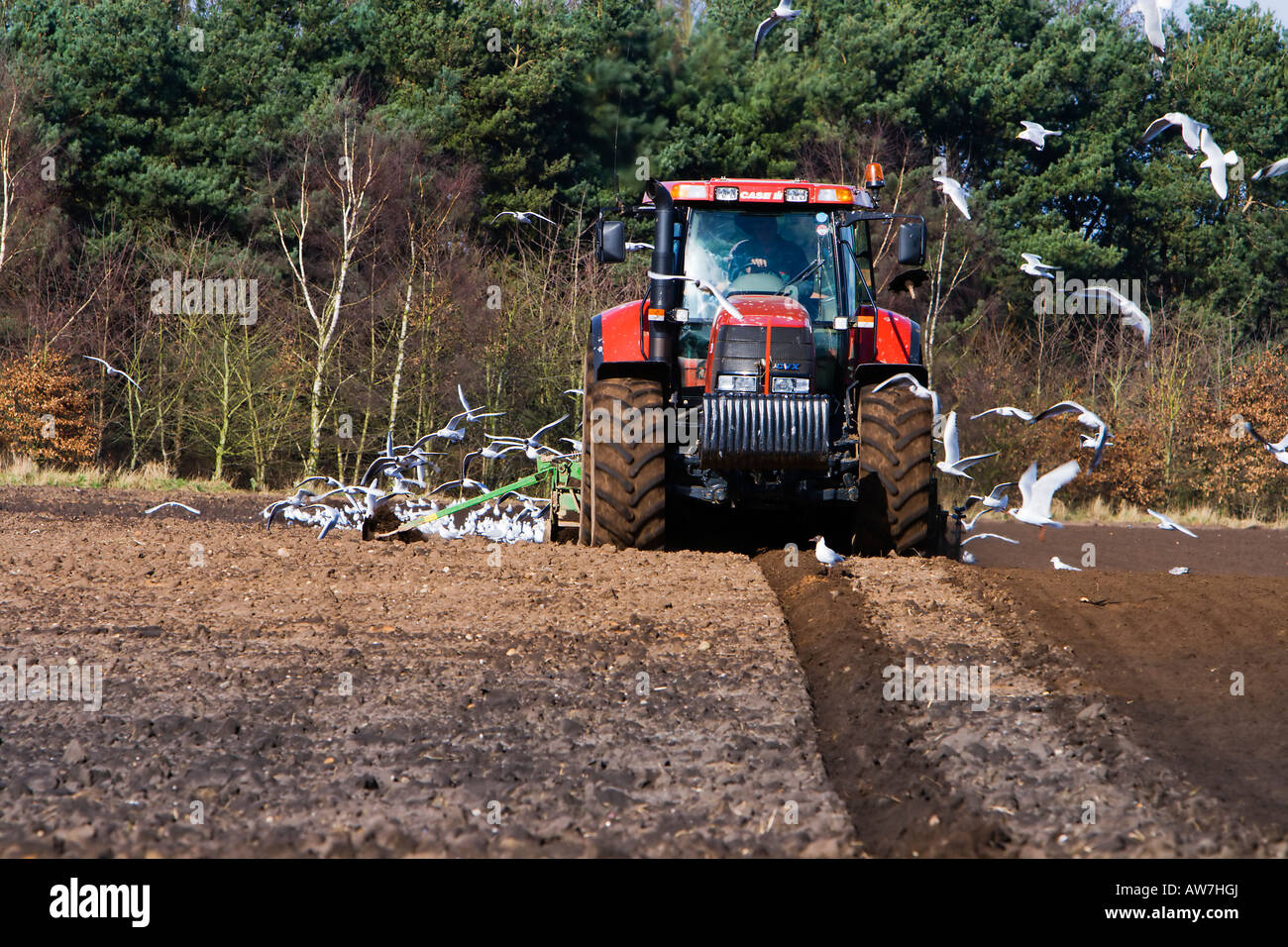 Birds following tractor ploughing field hi-res stock photography and ...