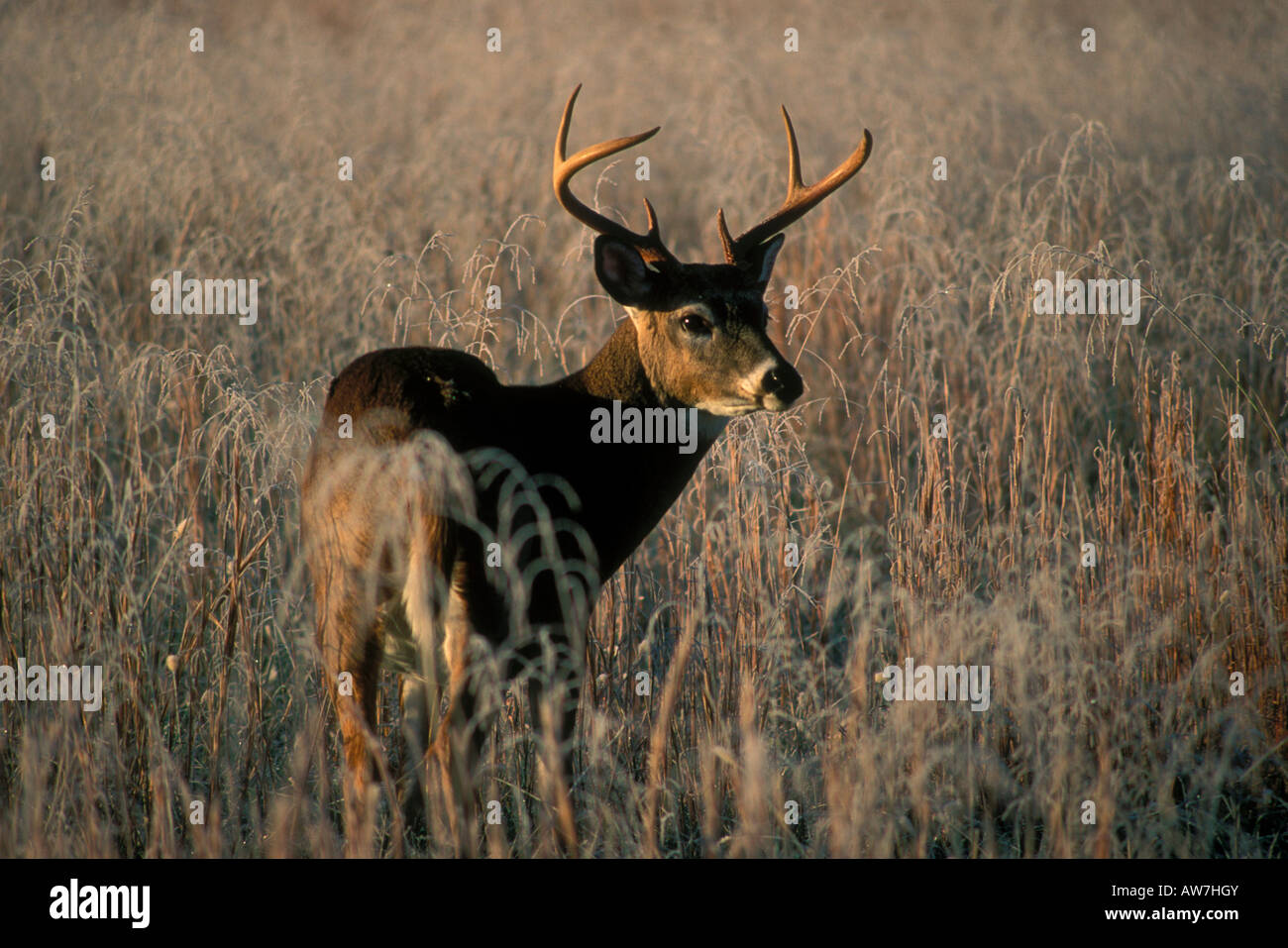 Deer whitetail wildlife mammals hi-res stock photography and images - Alamy