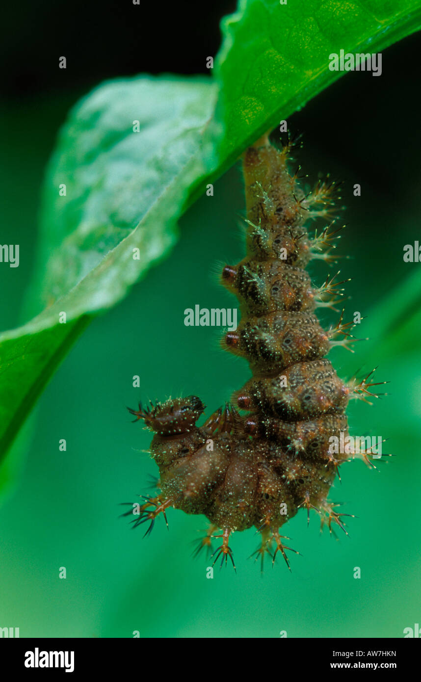 caterpillar preparing to pupate Stock Photo - Alamy