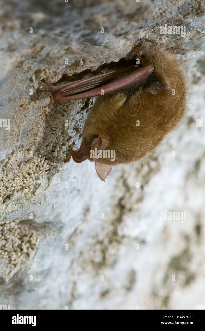 Buffalo national river cave hi-res stock photography and images - Alamy